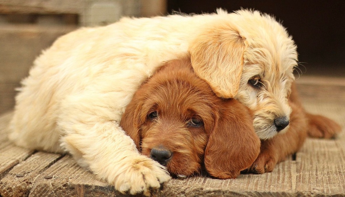 Hunde sind von Natur aus egoistisch - Hundetrainerin nennt 5 Fehler, die Hundebesitzer ...